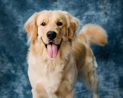 Dog Name Ideas in Hindi Sanskrit